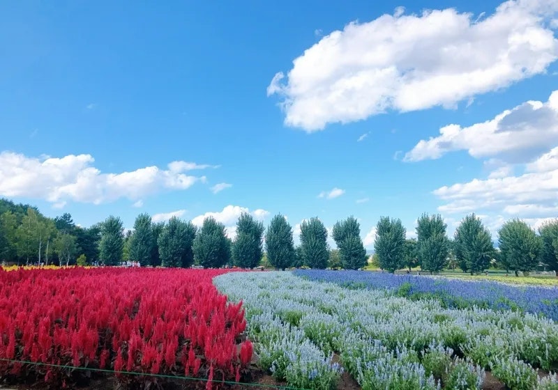 リゾートバイト体験談 Vol.465【富良野】 | ダイブ